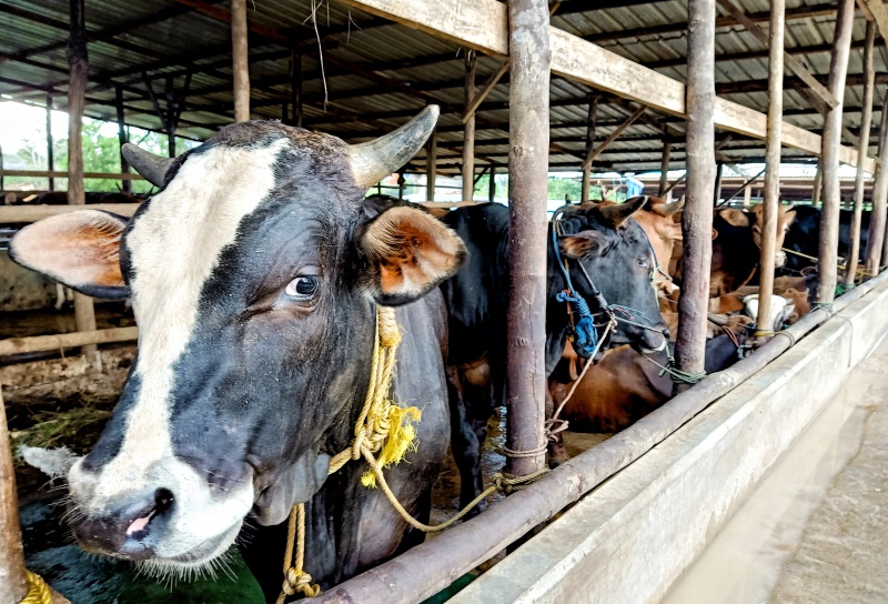 DKPP Bintan Alokasikan Anggaran Rp.475.570.720 untuk Pengadaan Sapi dan ...